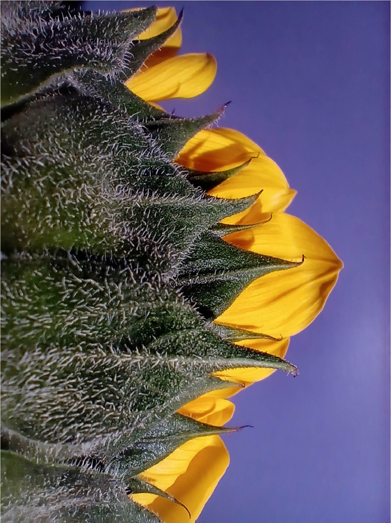 OPPO A15 | OPPO Global